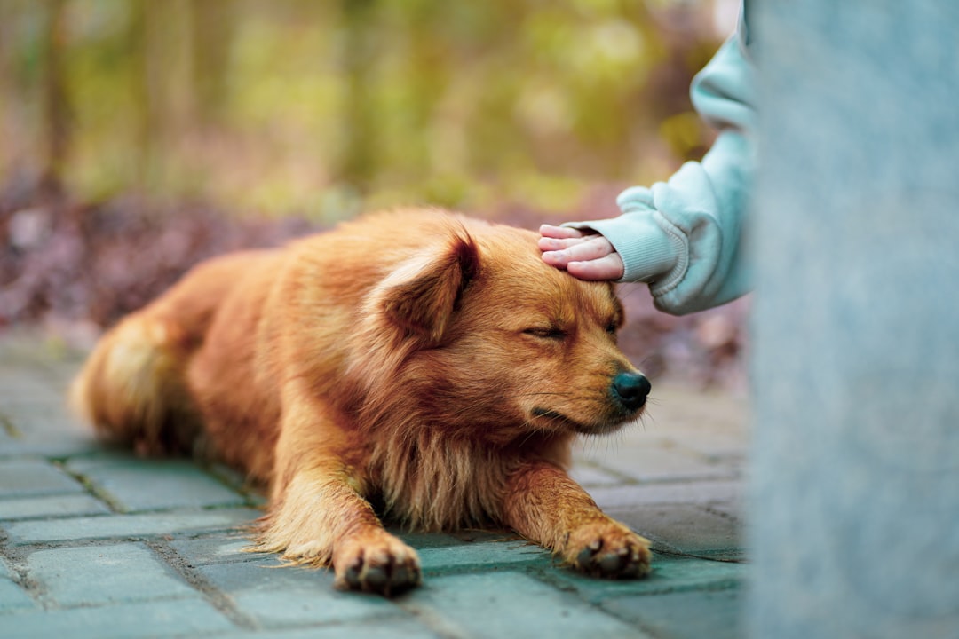 Formation soigneur animalier : parcours et diplômes recommandés